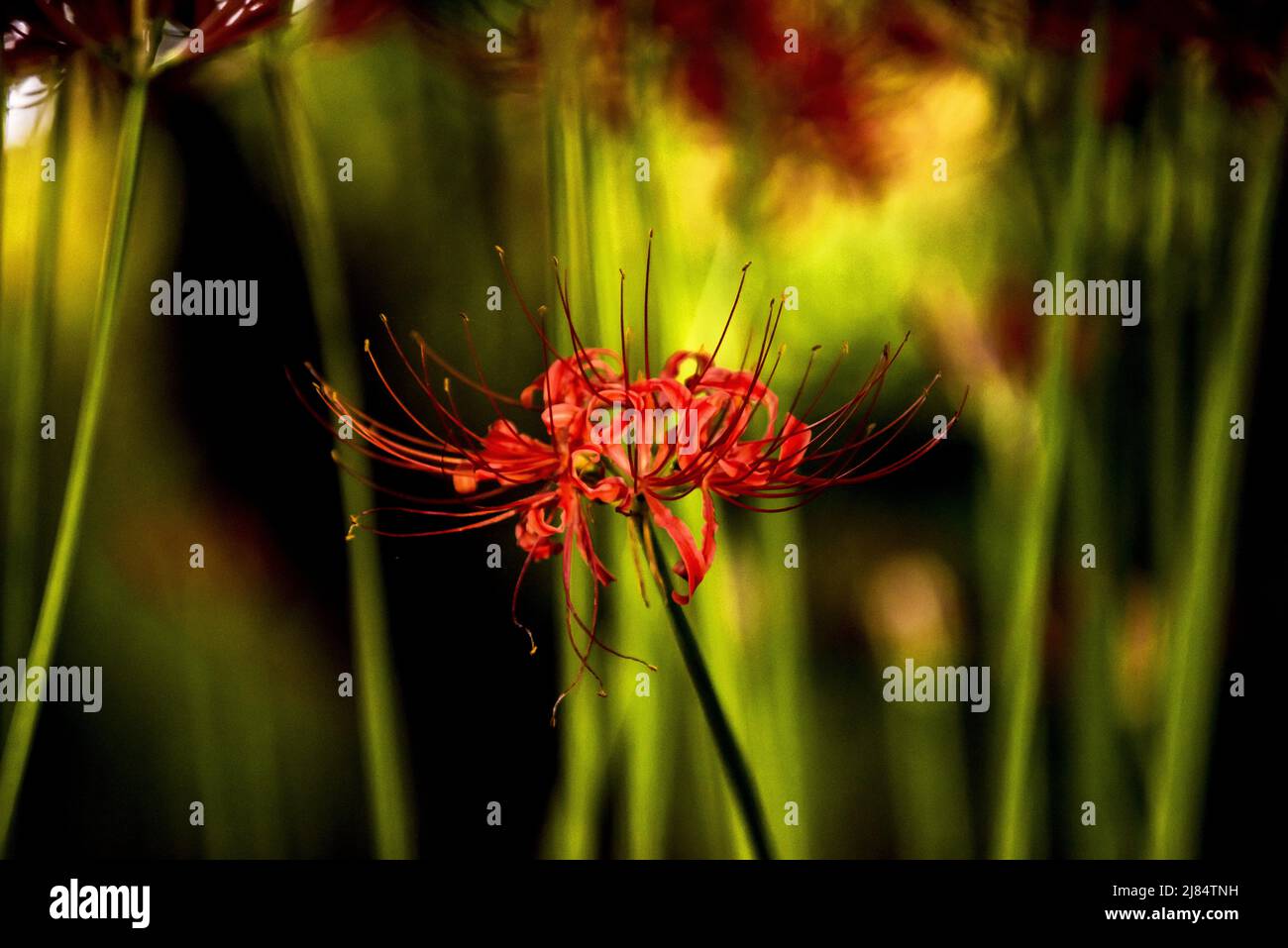 Beautiful red spider lily blossom flower, Cluster amaryllis Stock Photo ...