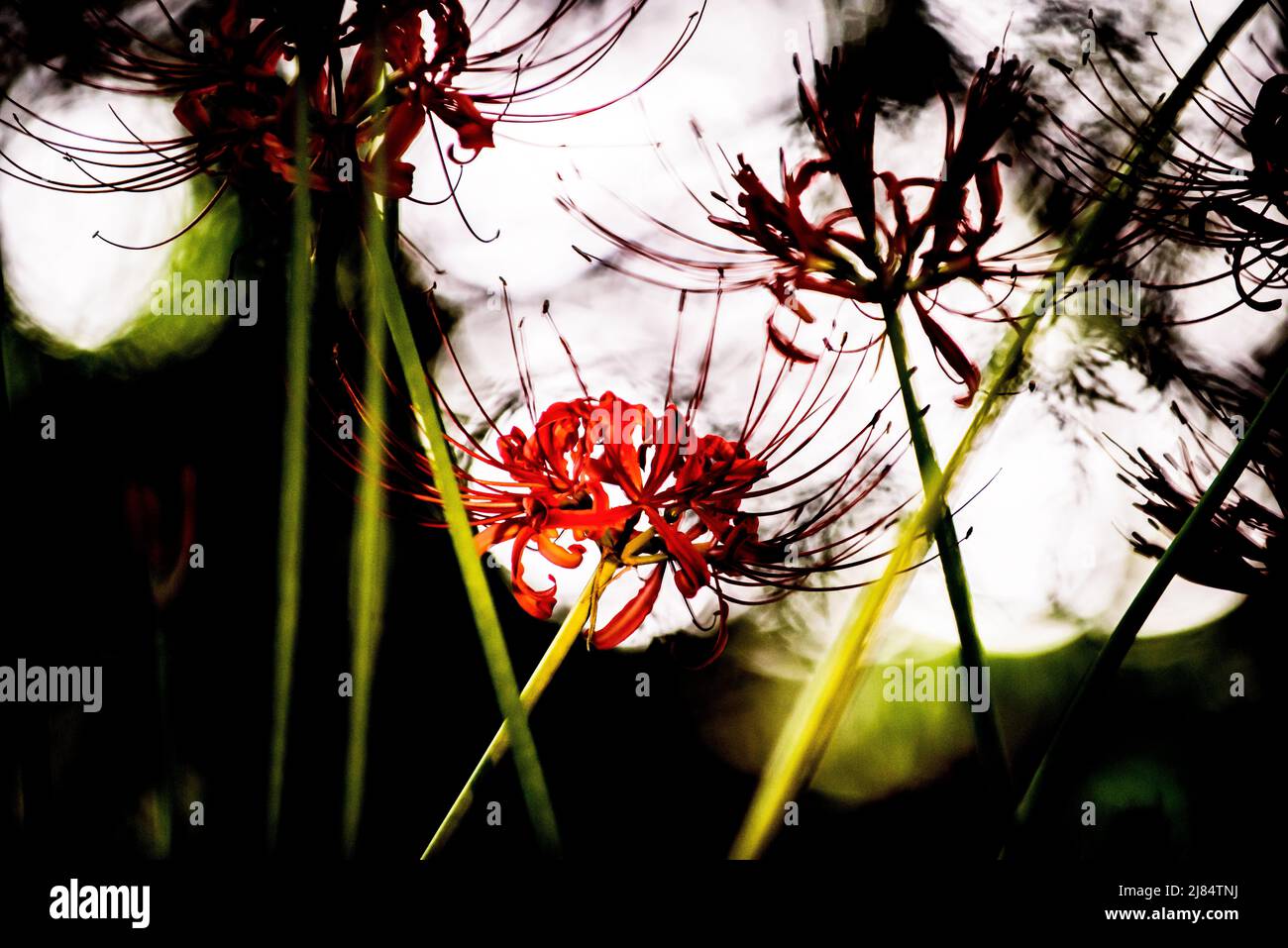 Beautiful red spider lily blossom flower, Cluster amaryllis Stock Photo ...