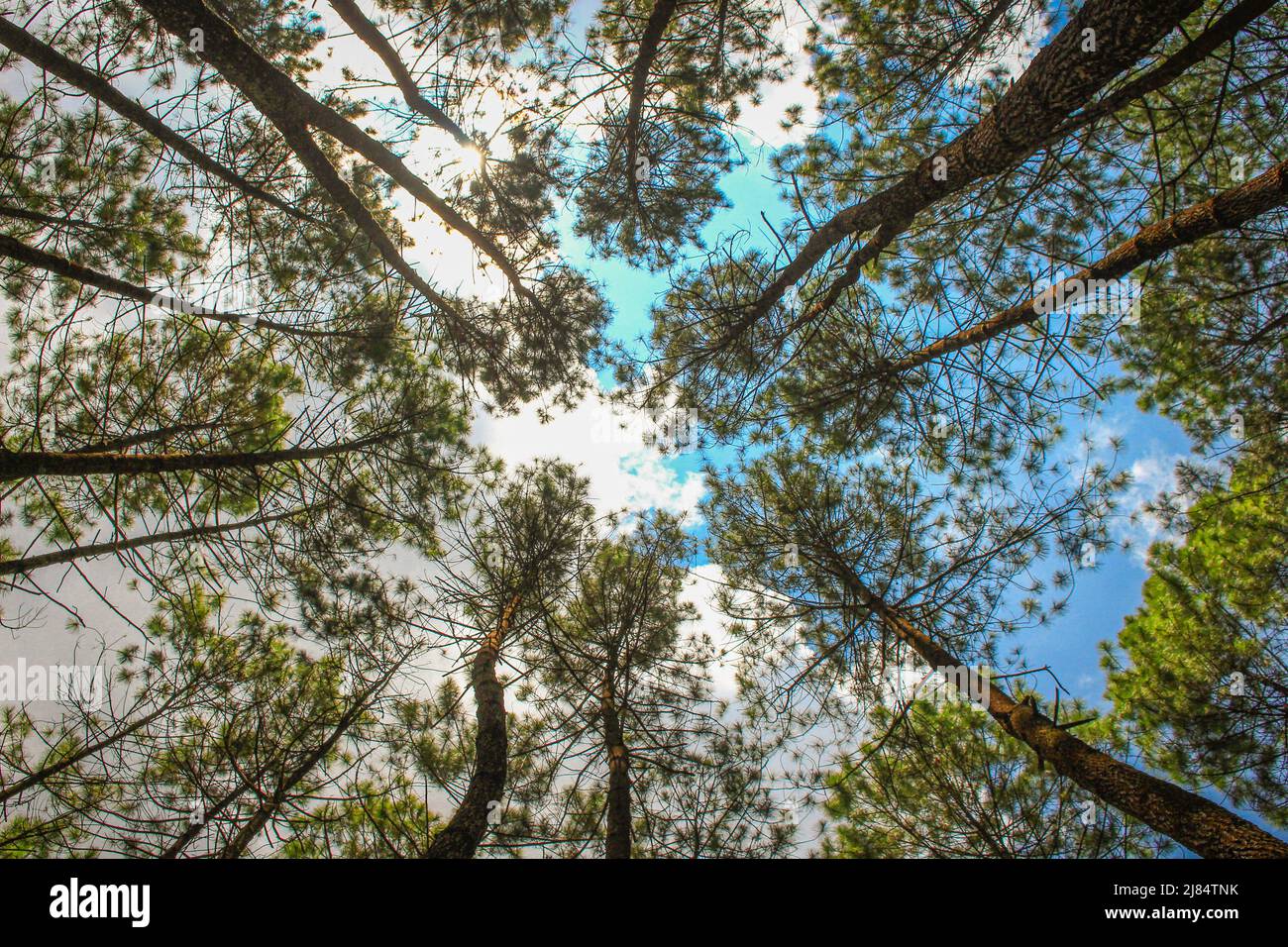 Towering pine trees Stock Photo - Alamy