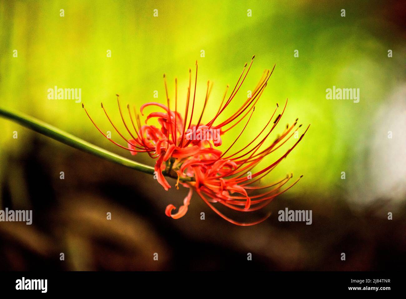 Beautiful red spider lily blossom flower, Cluster amaryllis Stock Photo ...