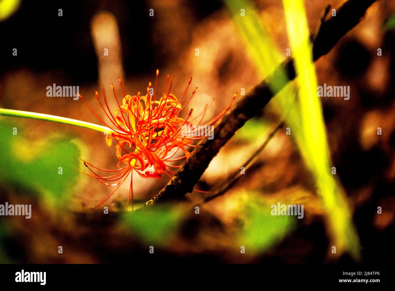 Beautiful red spider lily blossom flower, Cluster amaryllis Stock Photo ...