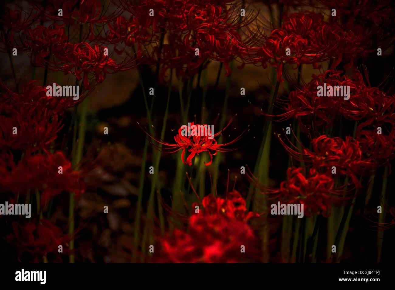 Red Spider Lily Wallpaper