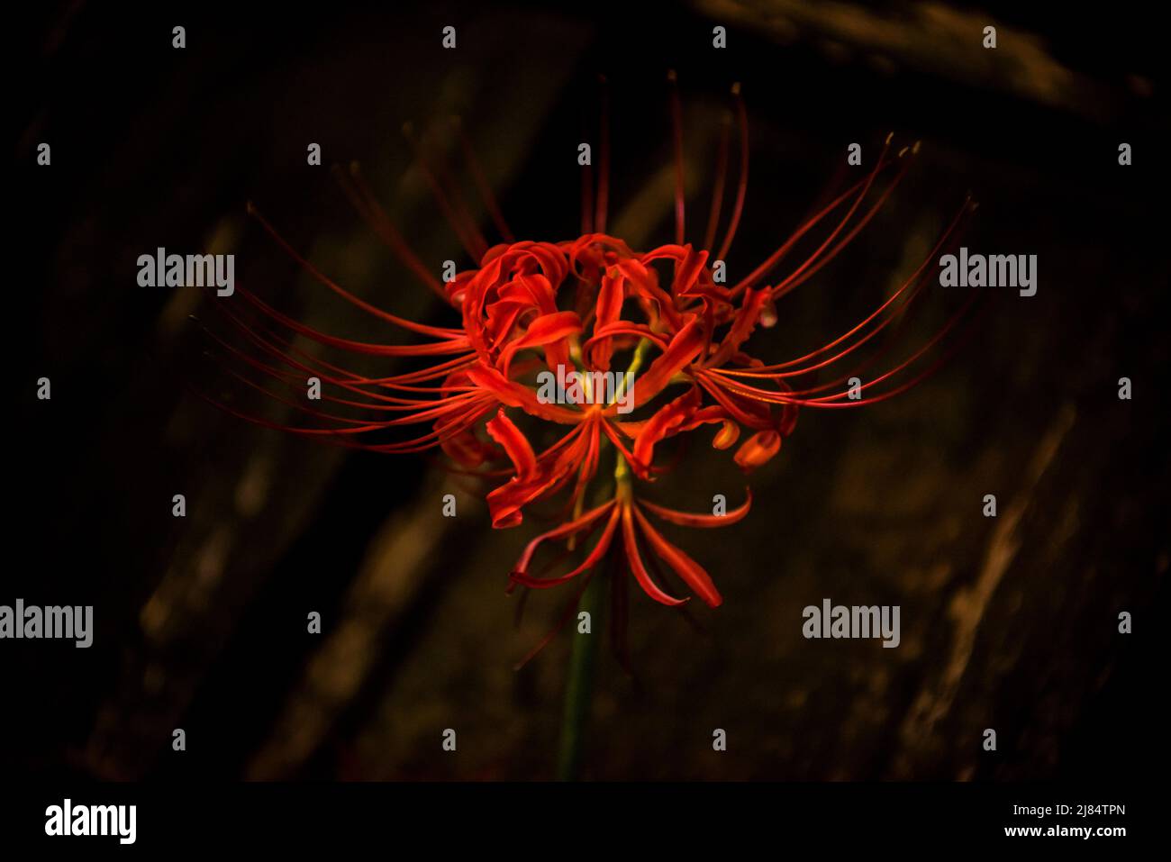 Beautiful red spider lily blossom flower, Cluster amaryllis Stock Photo ...