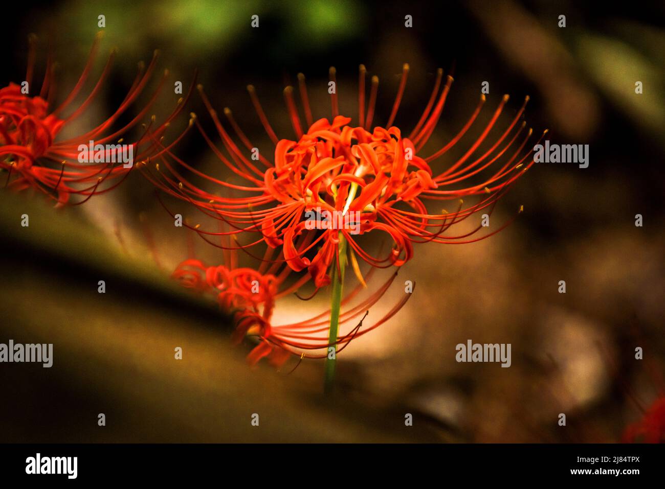 Beautiful red spider lily blossom flower, Cluster amaryllis Stock Photo ...