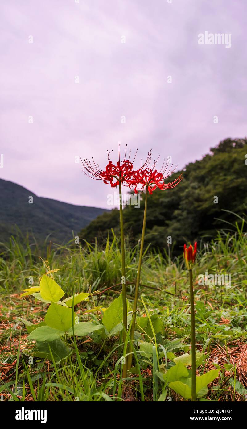 Beautiful red spider lily blossom flower, Cluster amaryllis Stock Photo ...
