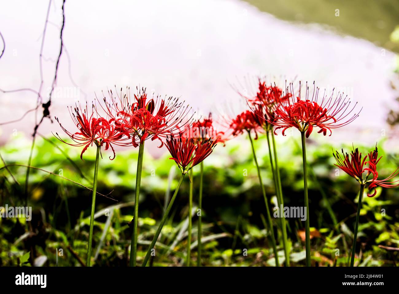 Beautiful red spider lily blossom flower, Cluster amaryllis Stock Photo ...
