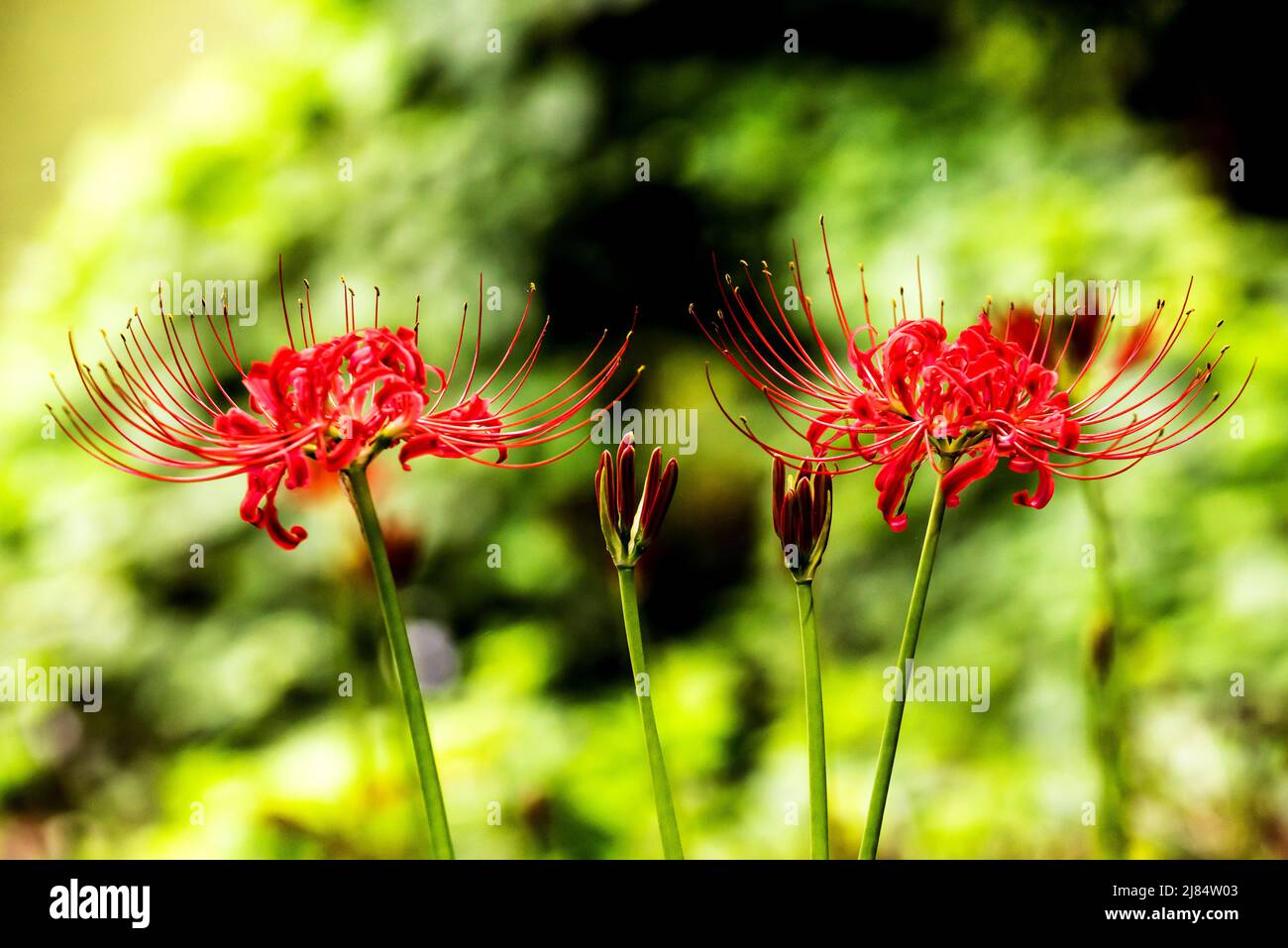 Beautiful red spider lily blossom flower, Cluster amaryllis Stock Photo ...
