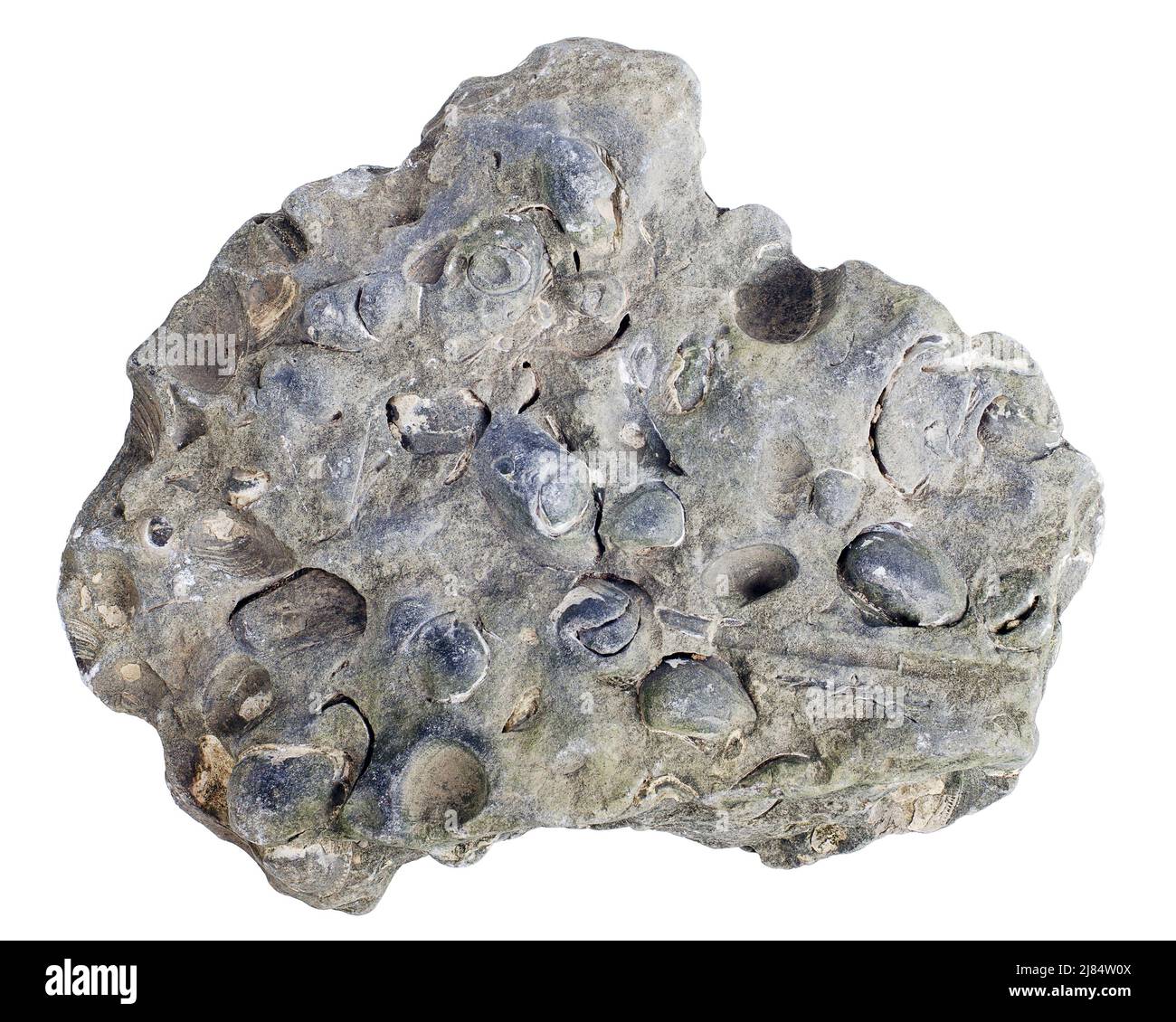 Neozoic hi-res stock photography and images - Alamy