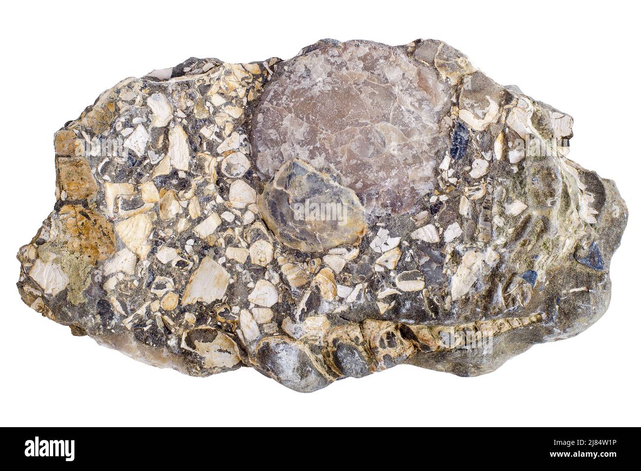 Concretion with fossilized sea shells Turritellidae family. Isolated on ...