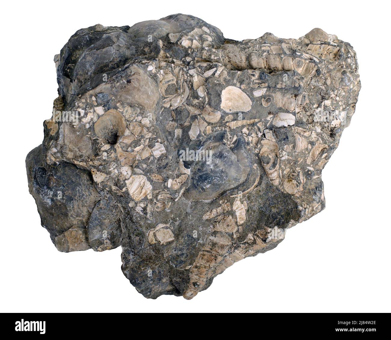 Concretion with fossilized sea shells family Turritellidae and Donax ...