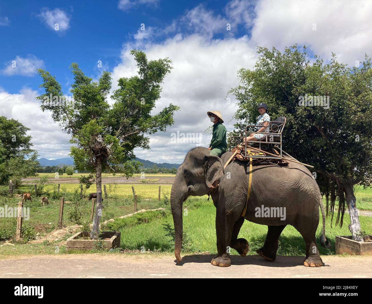 Exploited animals hi-res stock photography and images - Alamy