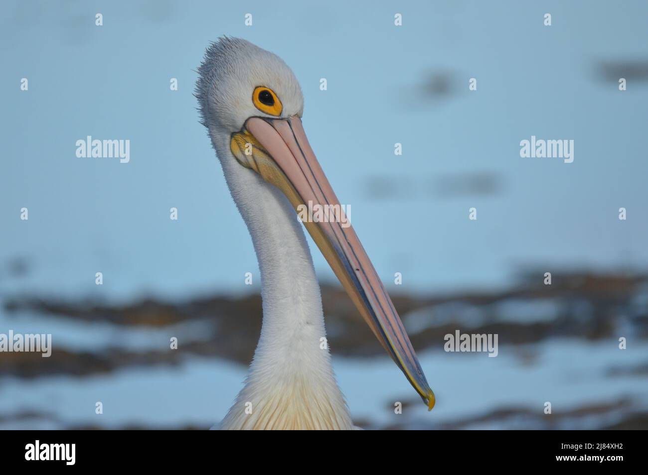 Posing pelican at Gladstone Bay Campground, Western Australia ...