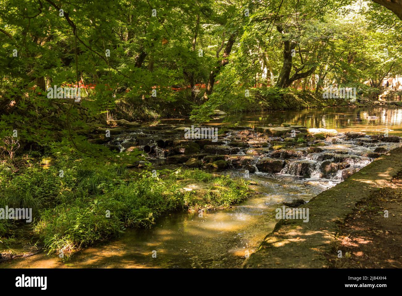 The beautiful deep valley stream Stock Photo - Alamy