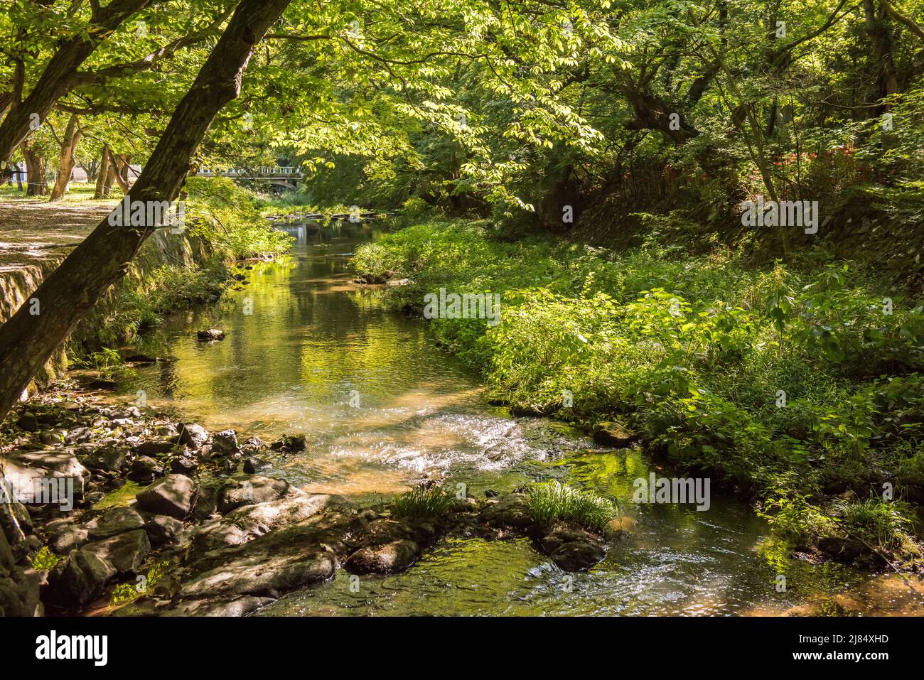 The beautiful deep valley stream Stock Photo - Alamy