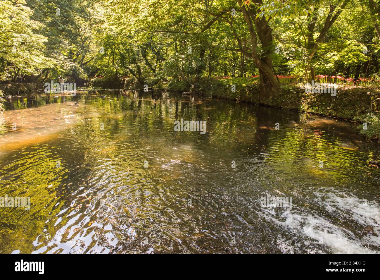 The beautiful deep valley stream Stock Photo - Alamy