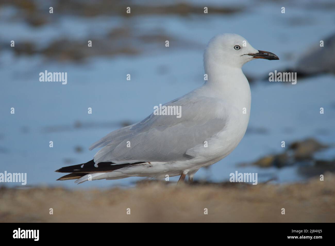 Silver Gull at Gladstone Bay Campground, Western Australia, Australia ...