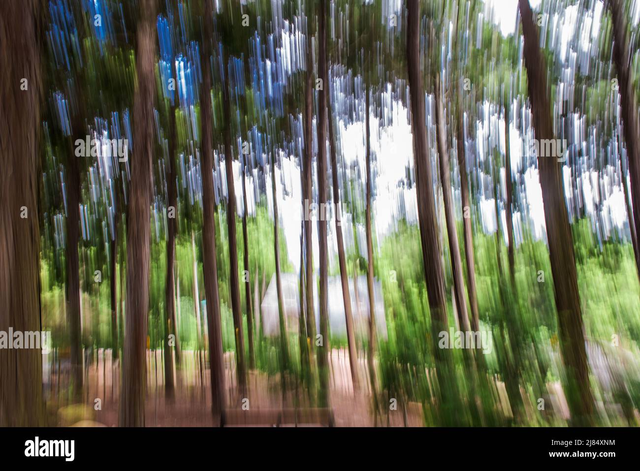 Abstract blur tree at forest Stock Photo - Alamy