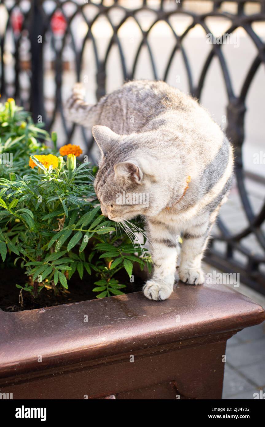 Cat looking into flowerbed hi-res stock photography and images - Alamy