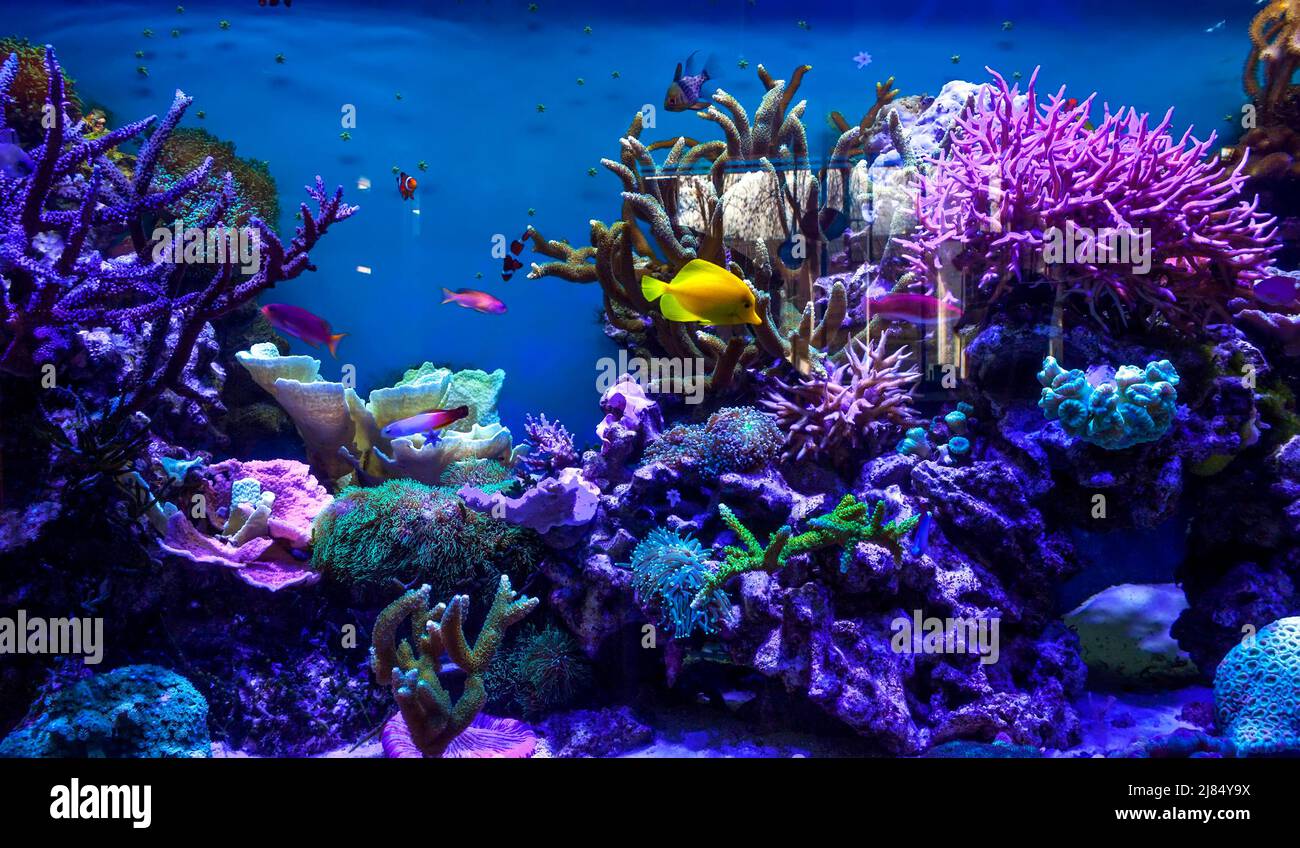 Various fishes in an aquarium Stock Photo - Alamy