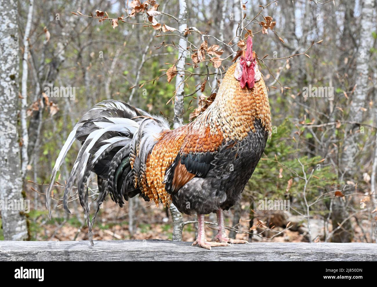 Medieval crafts hi-res stock photography and images - Alamy