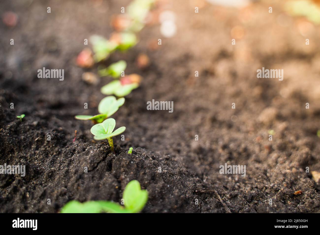 Sprouted radish hi-res stock photography and images - Alamy