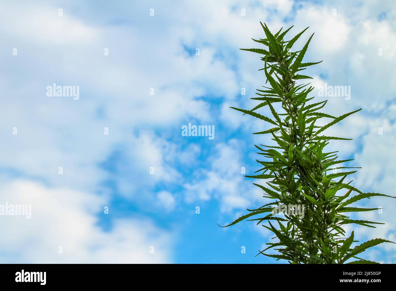Cannabis branch with leaves against the sky with clouds. Cannabis plant ...