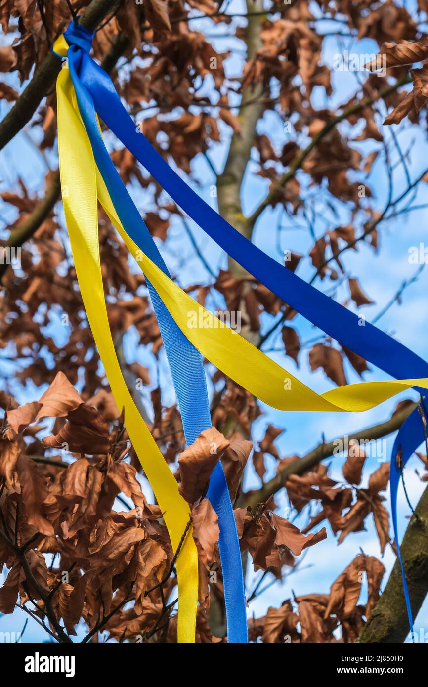 A ribbon in the colors of the National Ukrainian flag on a tree. Symbol ...