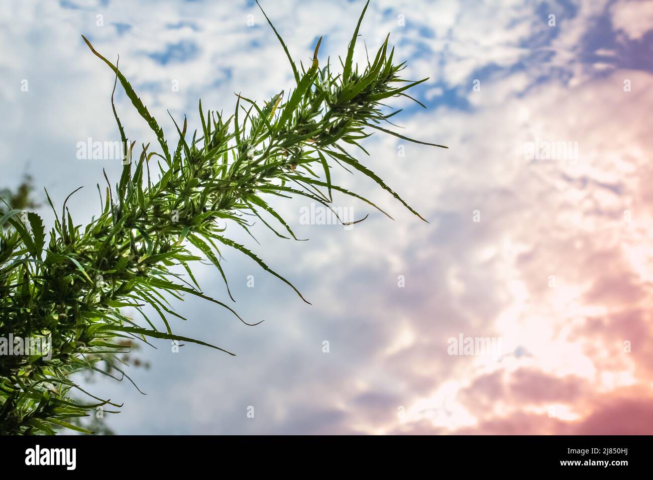 Cannabis branch with leaves against a sunset sky with clouds. Cannabis ...