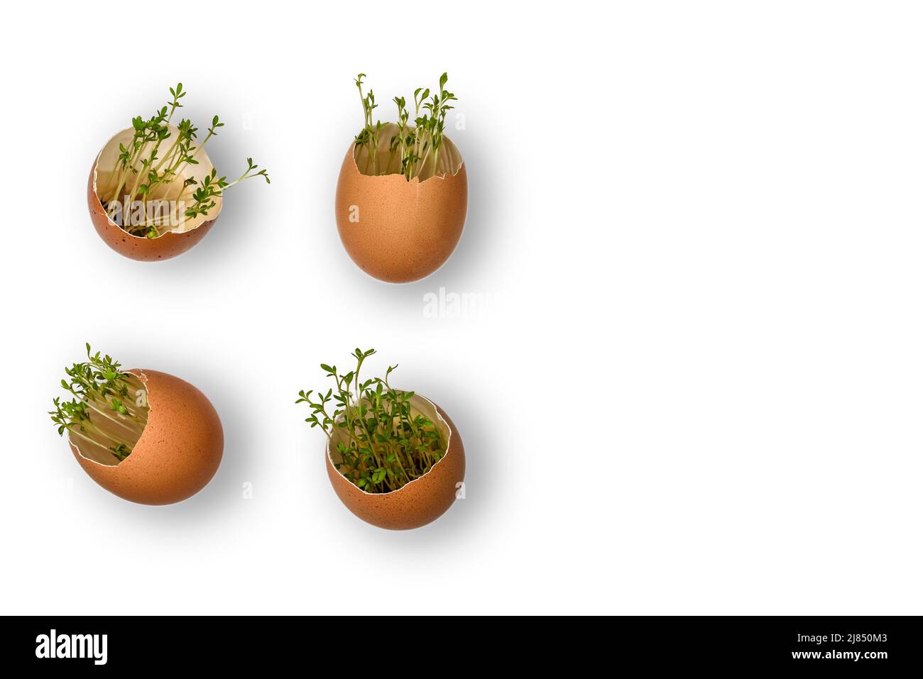 Cress seeds hi-res stock photography and images - Alamy