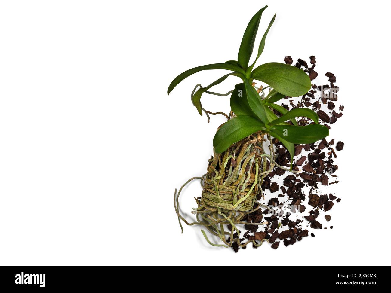 Orchid flower, phalaenopsis and its root system on a white background ...