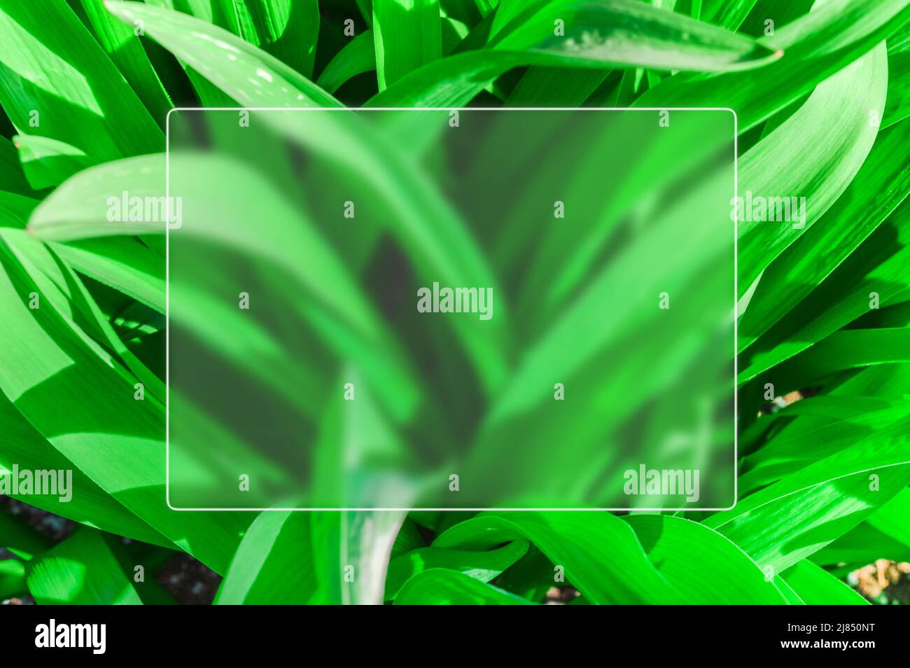 Blurred text box shape on a green leaves background. Frame template for ...