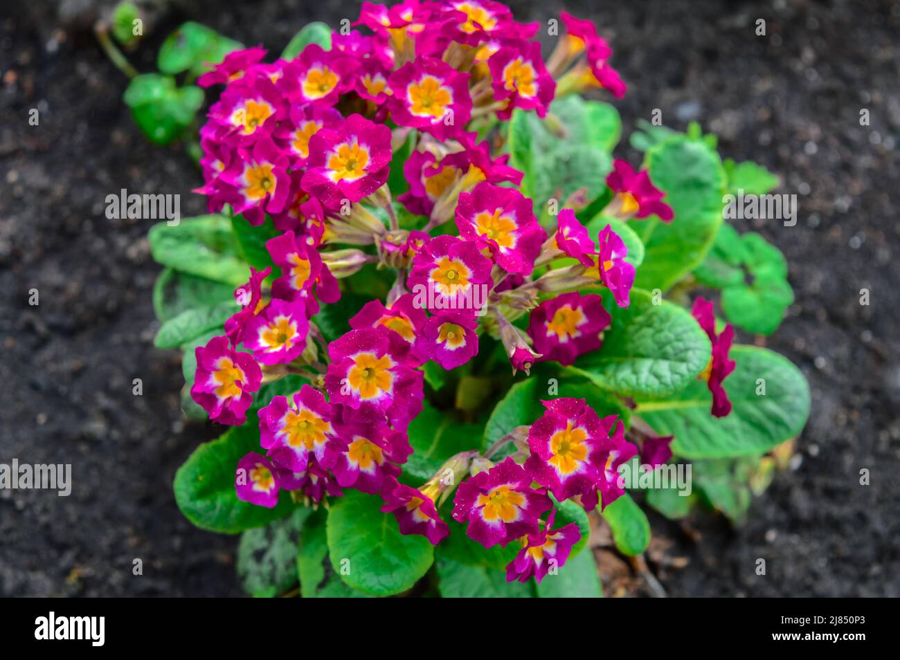 Close up of primrose flowers and petals during flowering. Dark pink ...