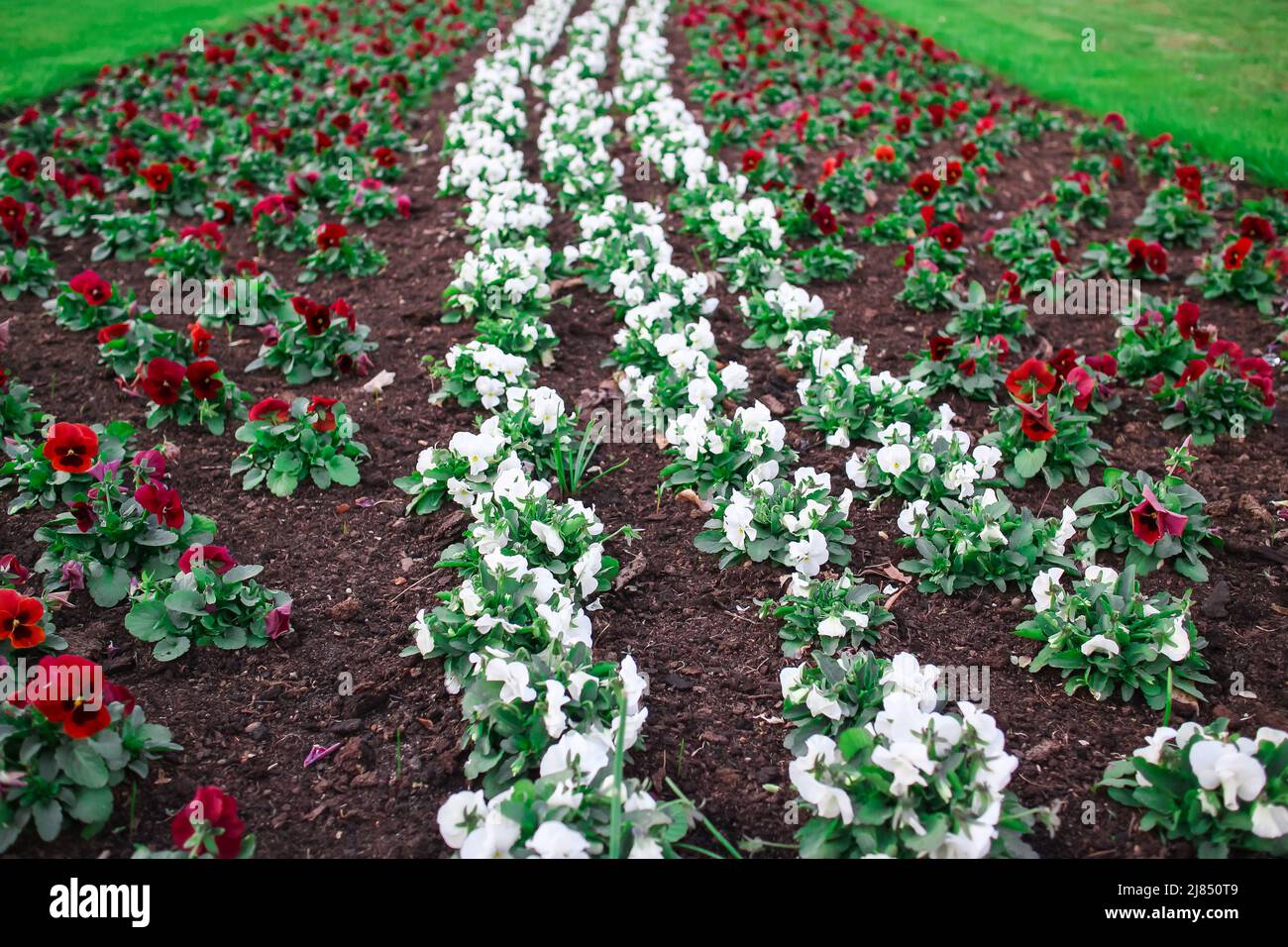 Flowerbed planted with red and white pansies. Decorative flowers ...