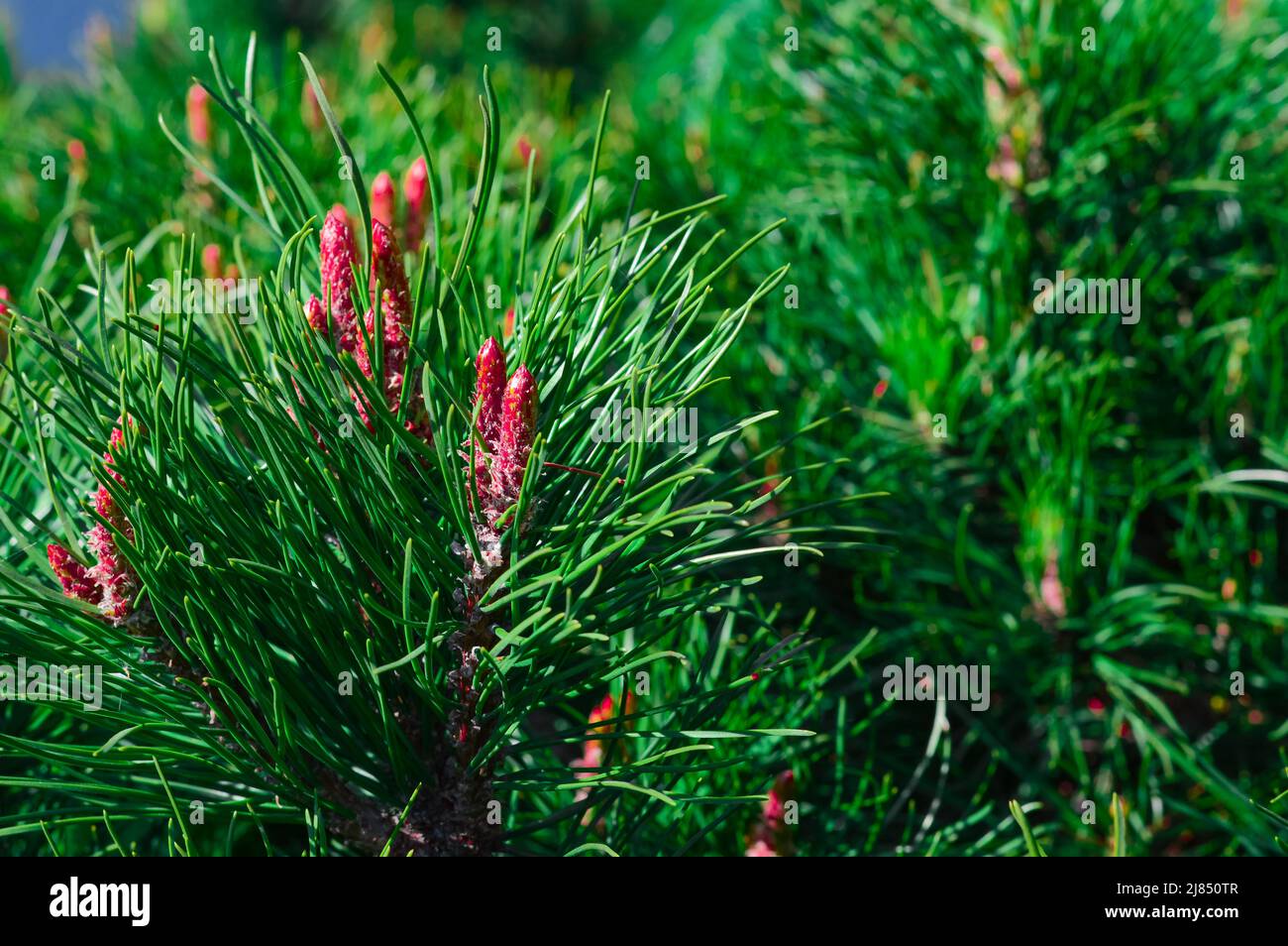Long pine cones hi-res stock photography and images - Alamy