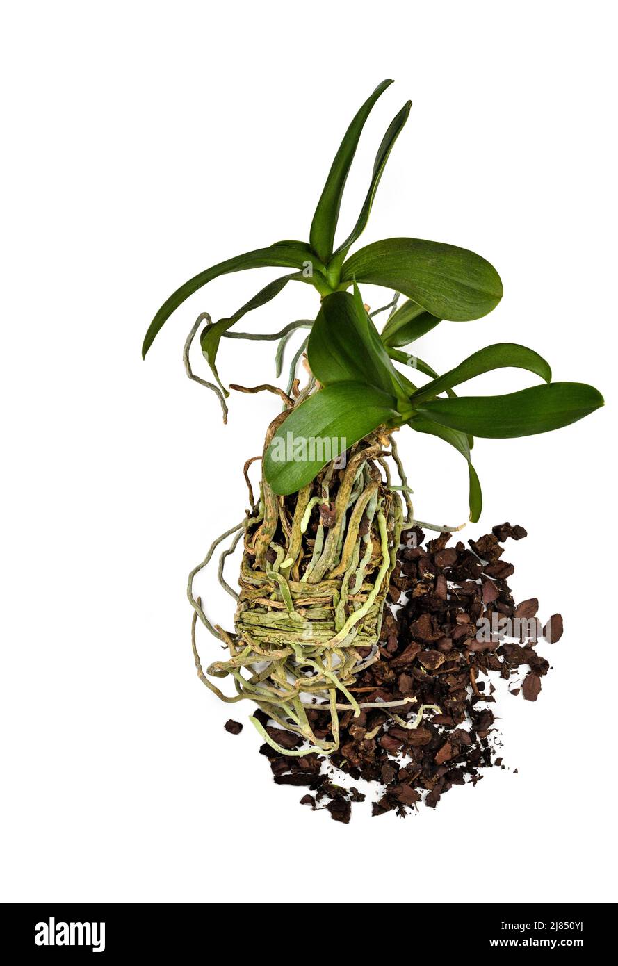 Orchid flower, phalaenopsis and its root system on a white background ...