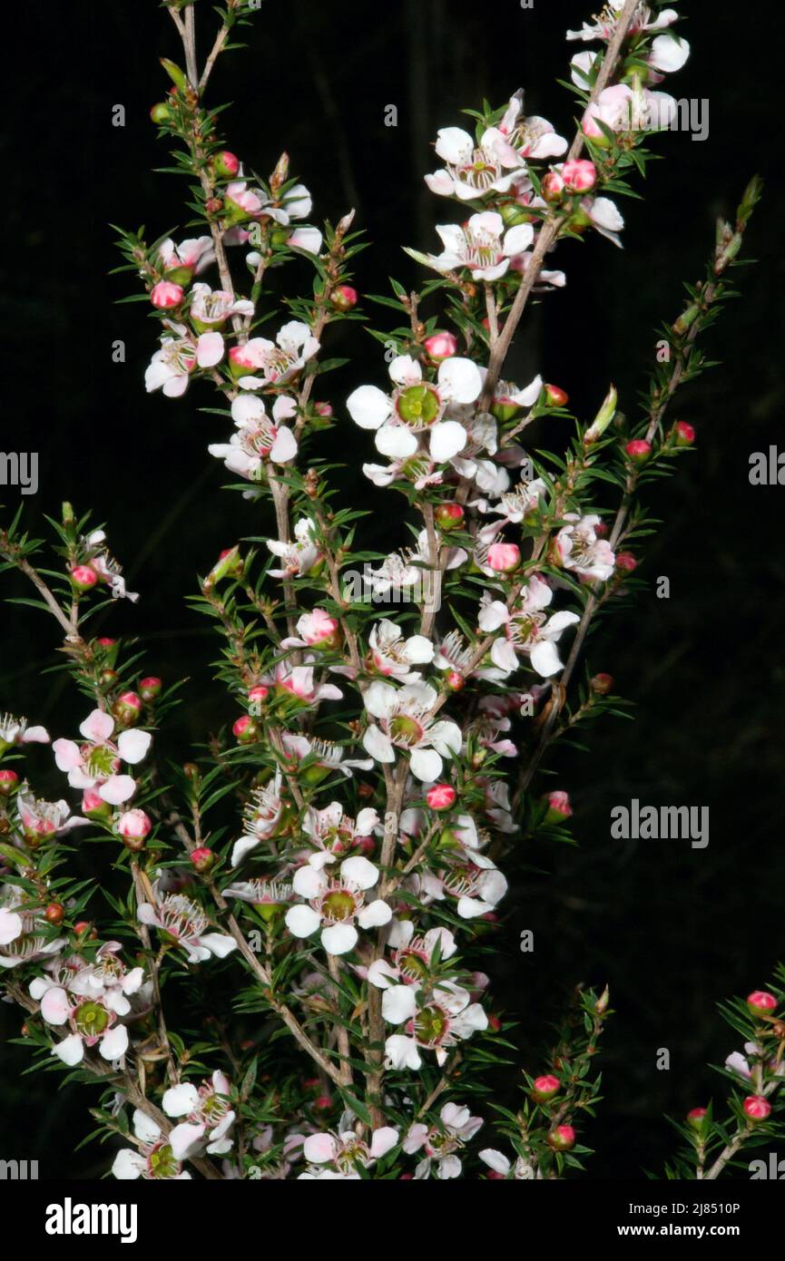 Australian tea tree hi-res stock photography and images - Alamy