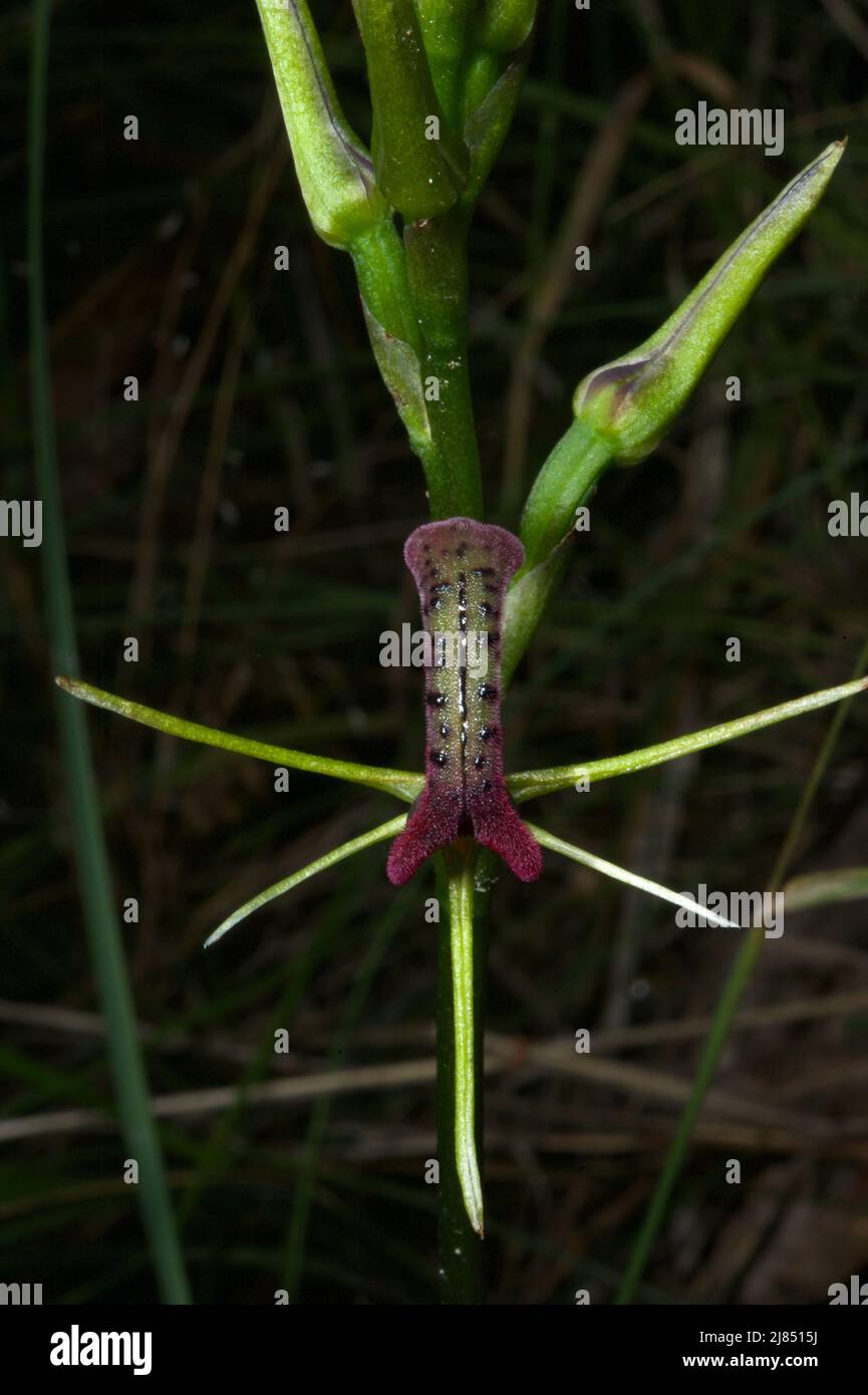Tongue Orchids (Cryptostylis Subulata) look like their name suggests ...