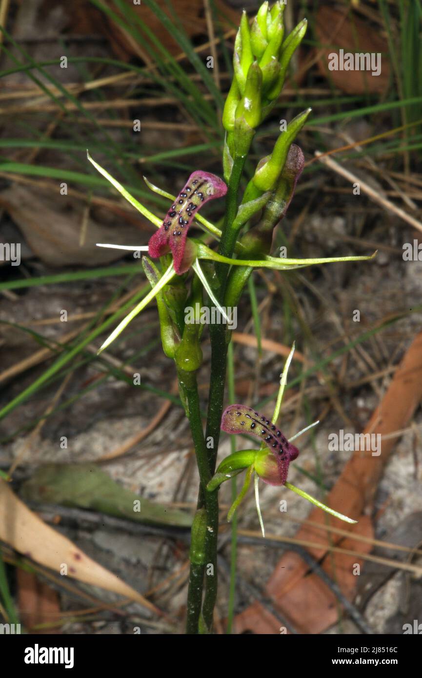 Large tongue orchid flower hi-res stock photography and images - Alamy
