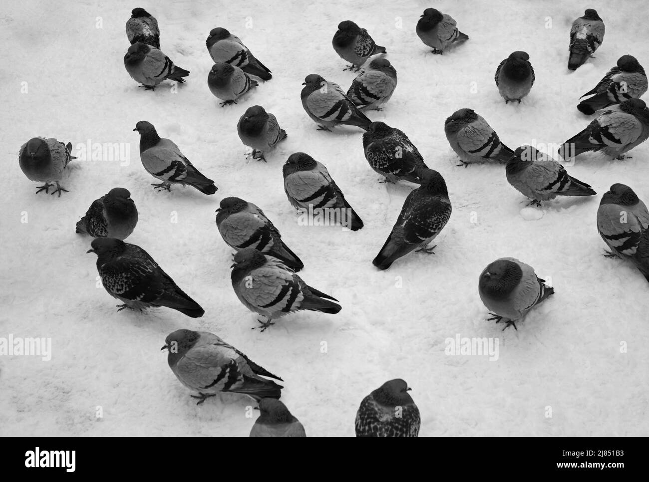 Pigeons winter Black and White Stock Photos & Images - Alamy