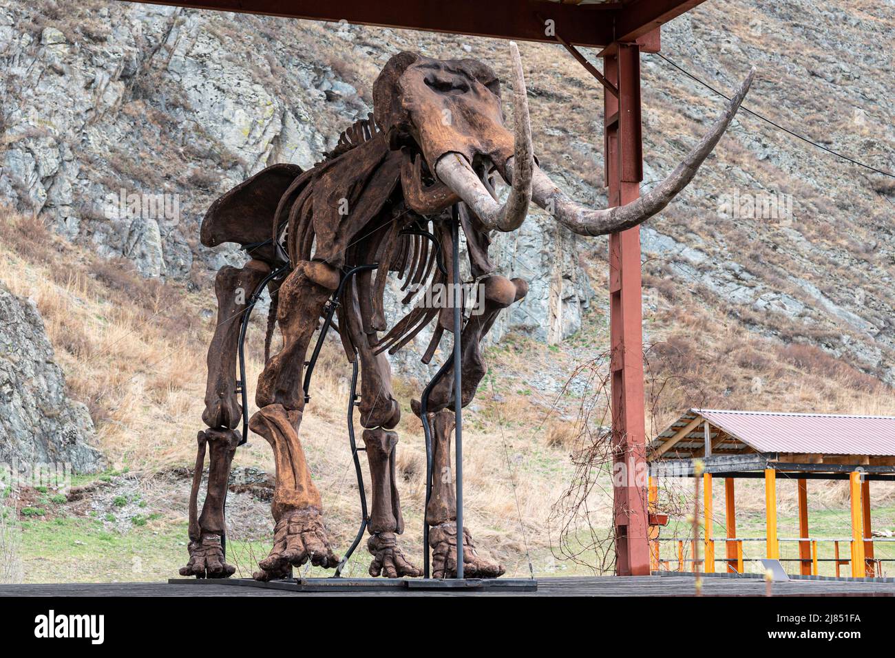 Preserved skeleton of a Mammoth against the background of the nature of ...