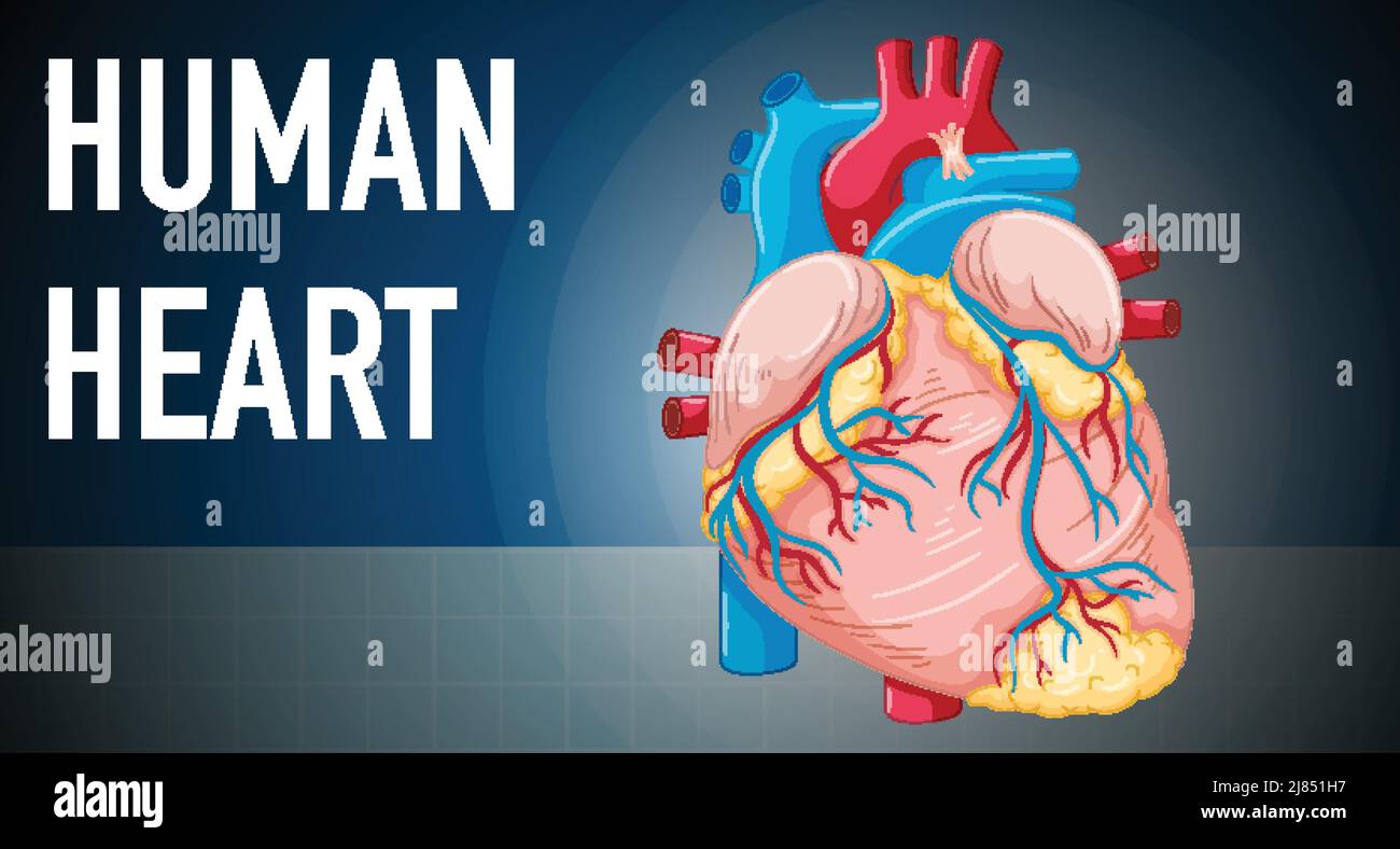 Human internal organ with heart illustration Stock Vector Image & Art ...