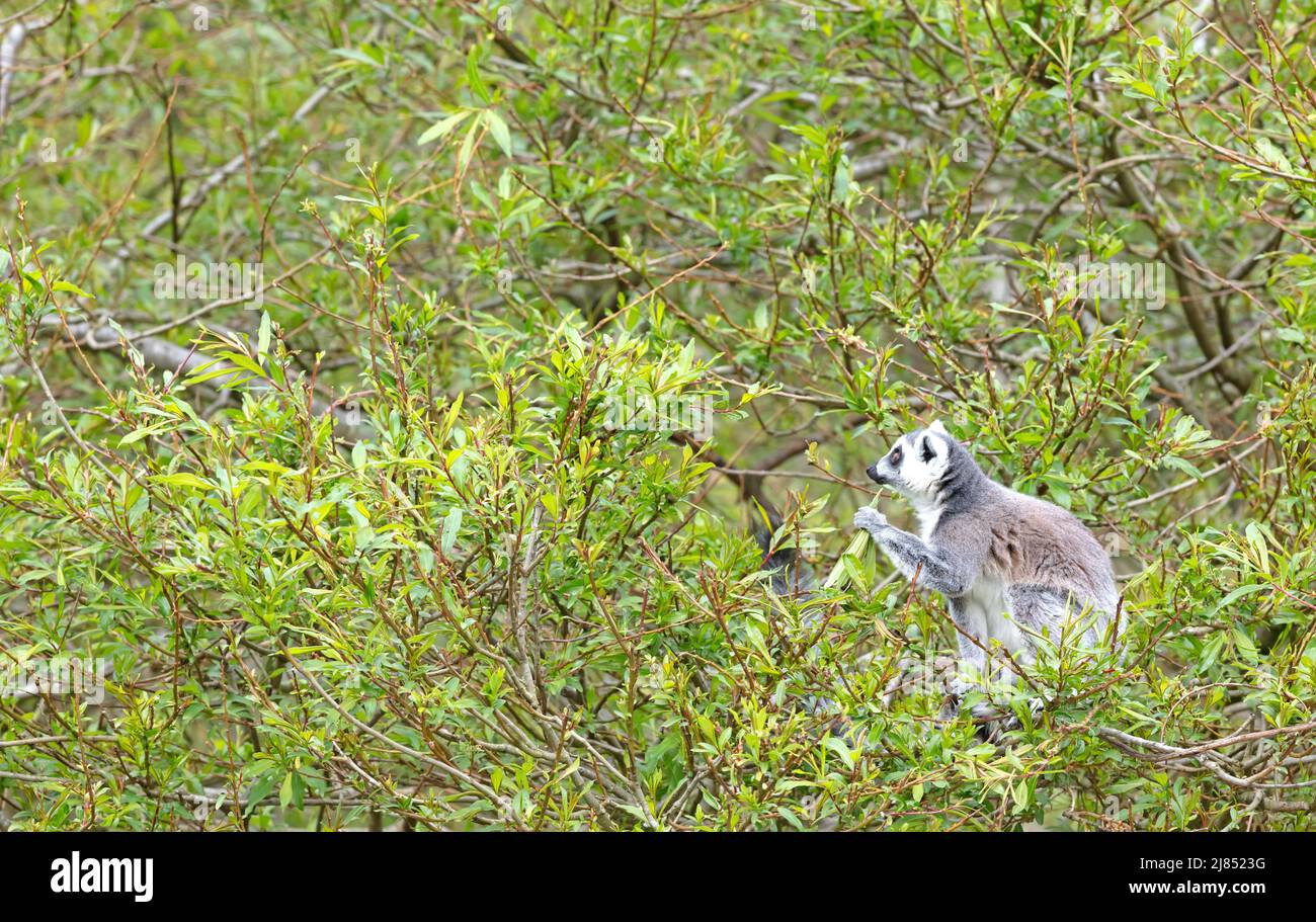 Lemur Catta (Maki) eating in a tree, natural habitat Stock Photo - Alamy