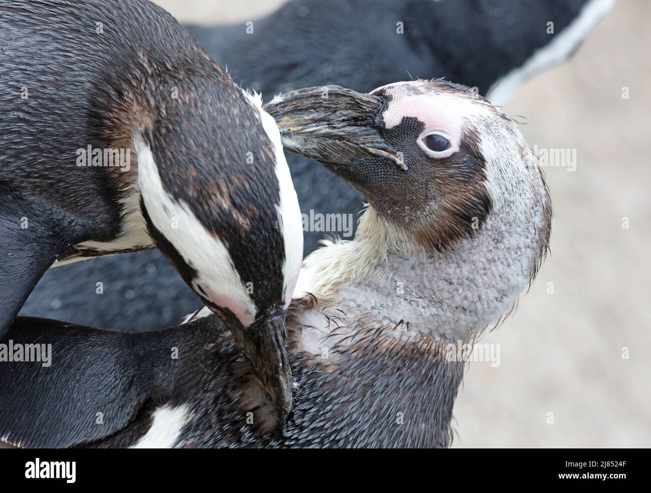 African penguin cleaning each others feathers, selective focus Stock ...