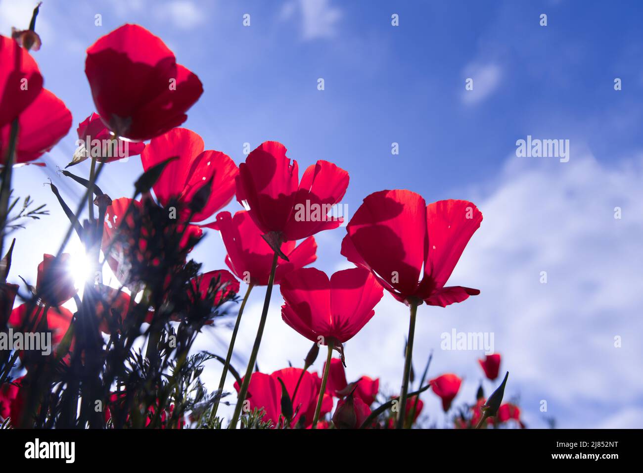 Poppy flower for Remembrance Day, Memorial Day, Anzac Day. Field of red ...