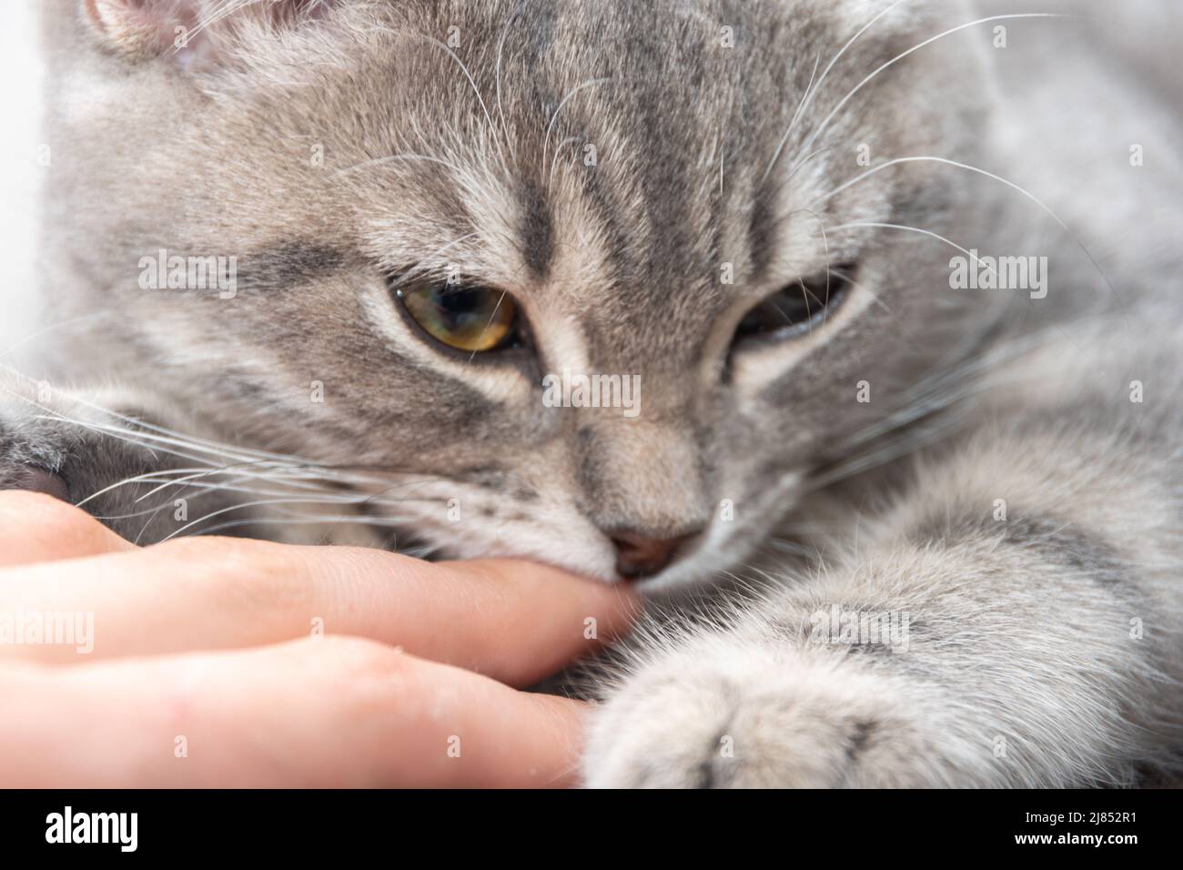 Angry kitten bites the owner's hand. A small playful gray kitten bites ...