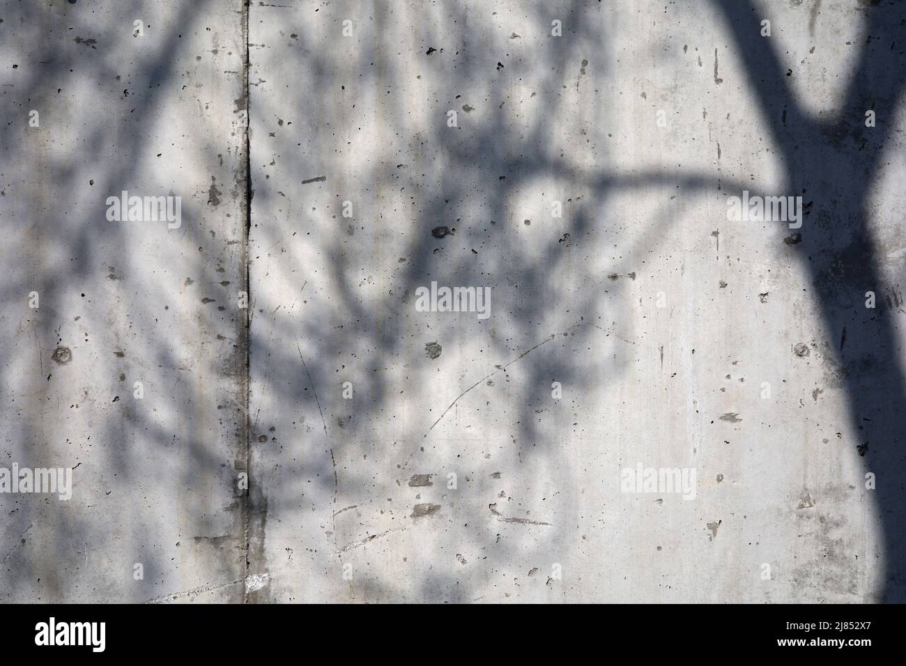 shadow of a tree on a concrete wall Stock Photo - Alamy