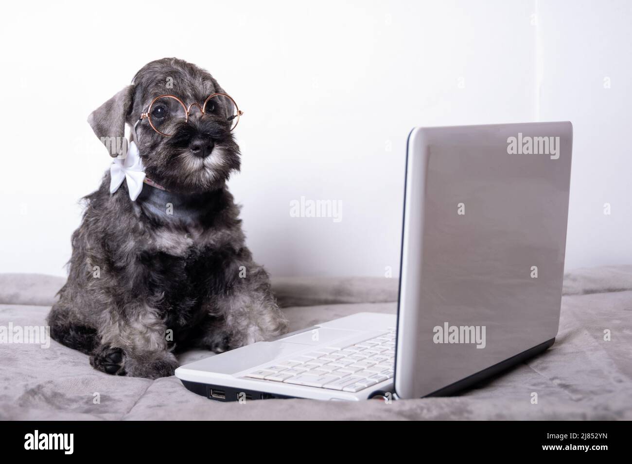 Smart little miniature schnauzer puppy in glasses and a tie is typing ...