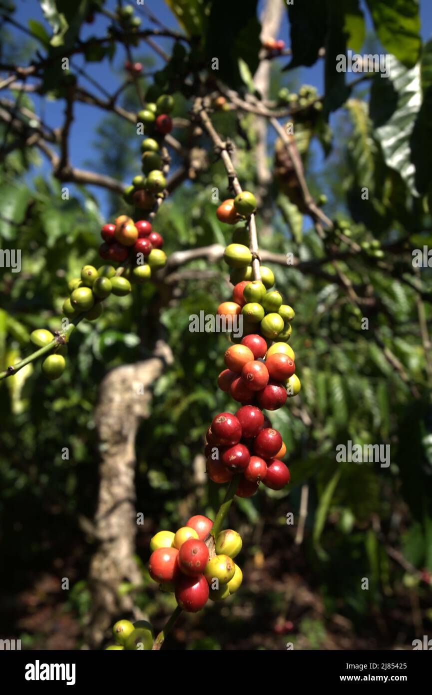Sumatran coffee tree hi-res stock photography and images - Alamy