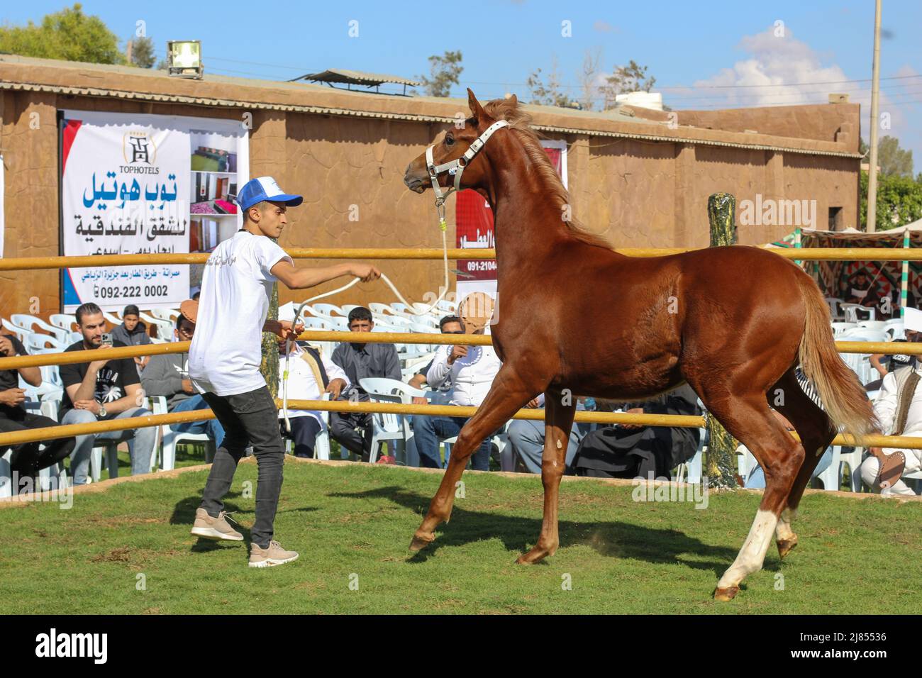 A handler parades an Arabian horse during an auction for the "Yearlings ...