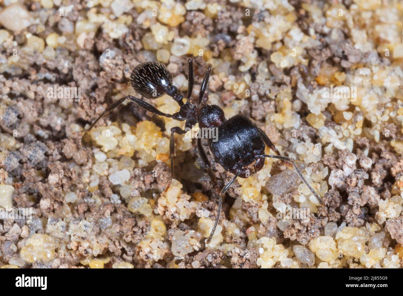 Black ant on sand hi-res stock photography and images - Alamy